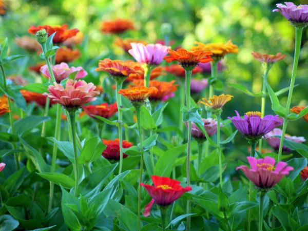 תמונות של פרחים יפים Archives - Pickture